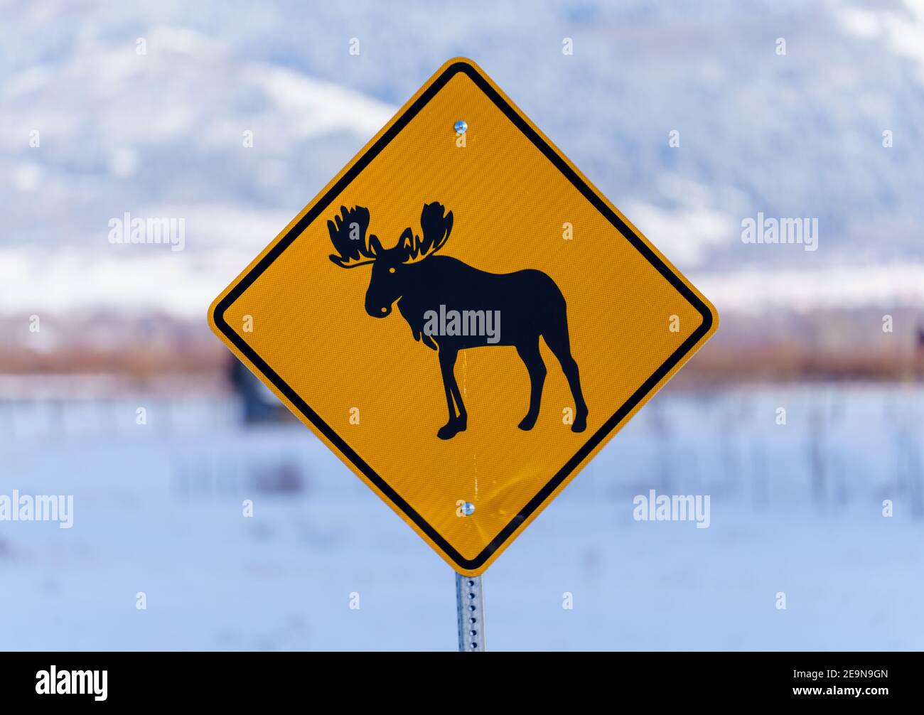 Moose Crossing Sign