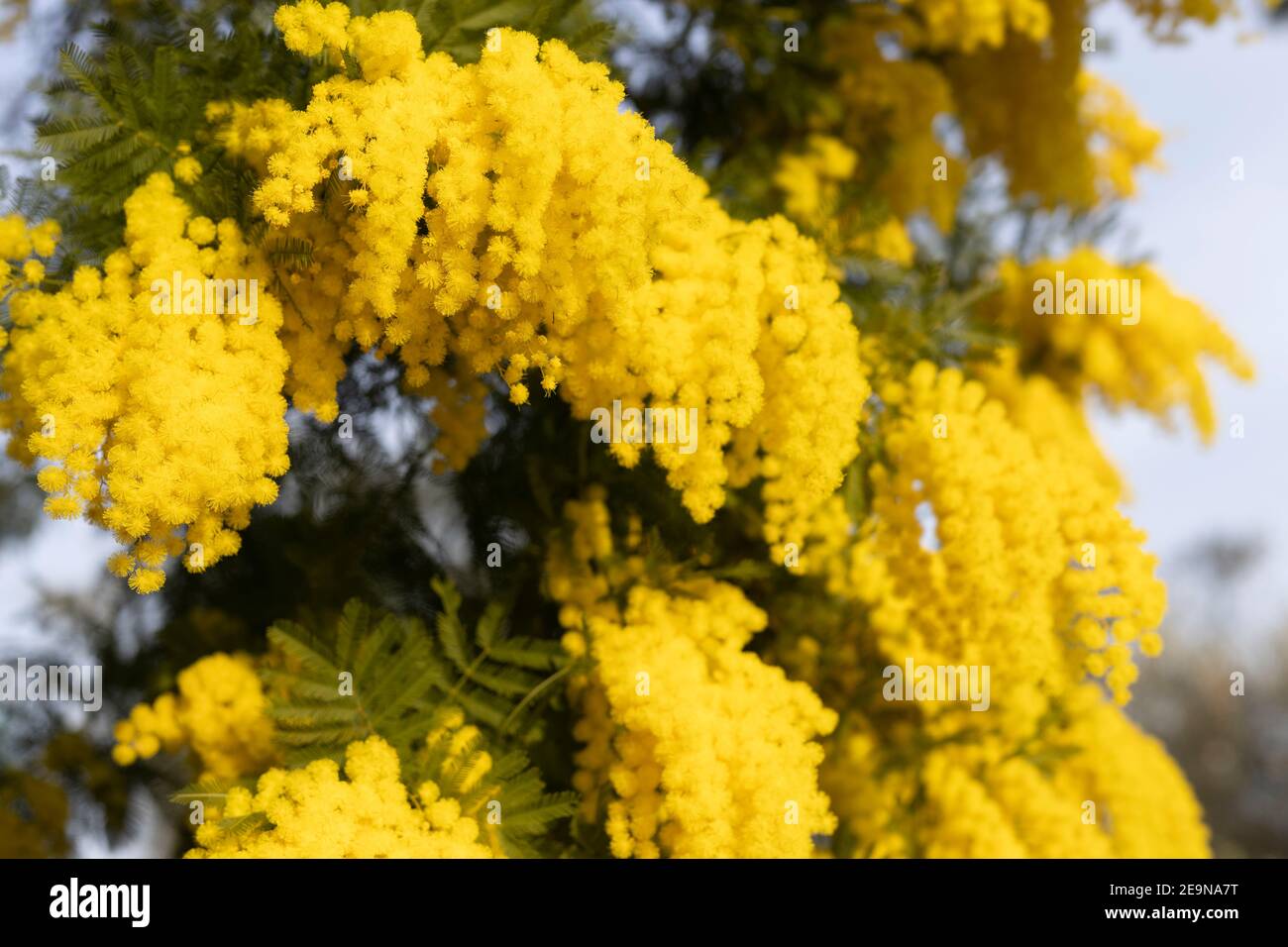 Branches of mimosa flowers , for women's day Stock Photo - Alamy