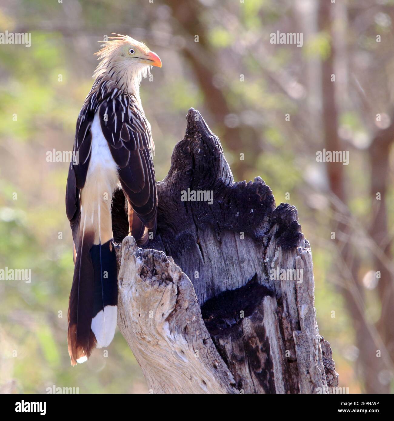 Endemic cuckoo hi-res stock photography and images - Alamy