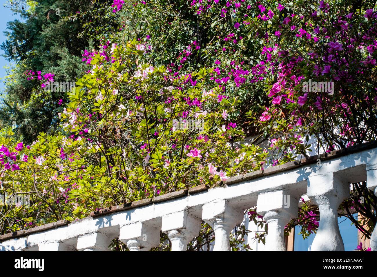 Plants and beautiful purple flowers on a balcony Stock Photo - Alamy