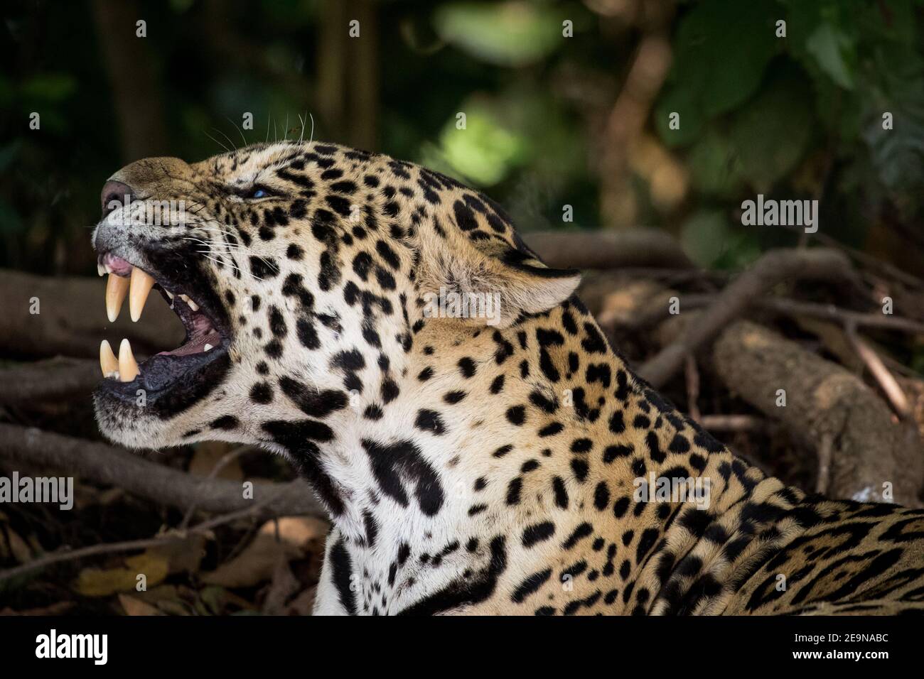Jaguar panthera onca yawning hi-res stock photography and images - Alamy