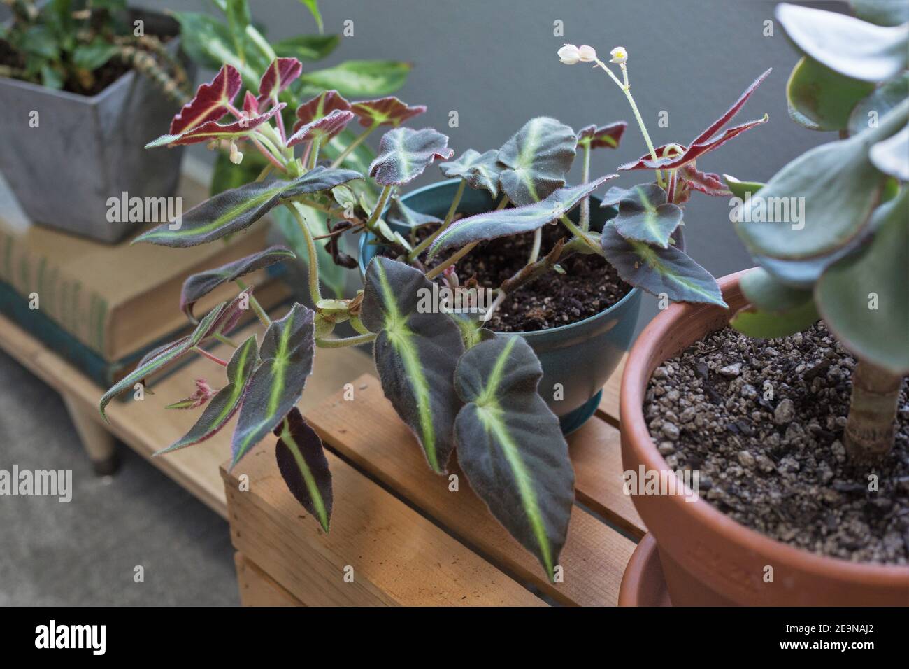 Begonia listada houseplant Stock Photo - Alamy