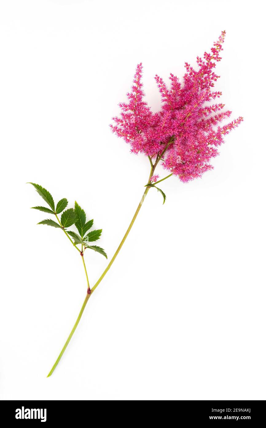 Celebration of spring Cut Out Stock Images & Pictures - Alamy