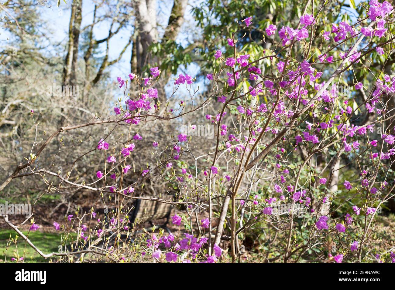Rhododendron mucronulatum - Korean rhododendron Stock Photo - Alamy