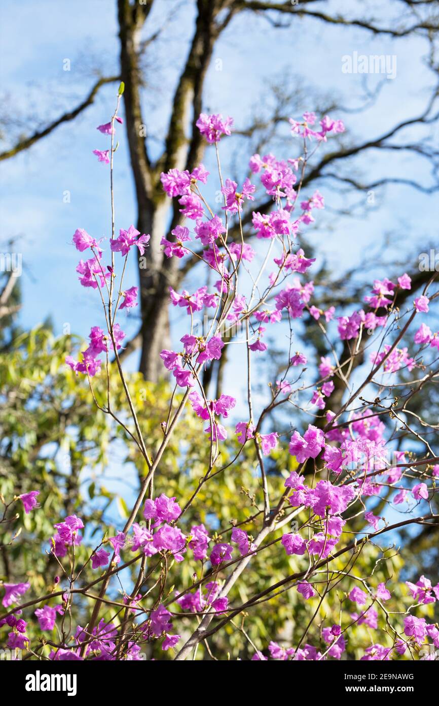 Rhododendron mucronulatum - Korean rhododendron Stock Photo - Alamy