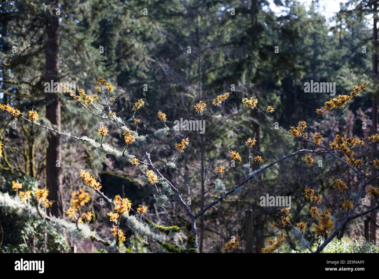 Hamamelis mollis 'Coombe Wood' witch hazel Stock Photo - Alamy