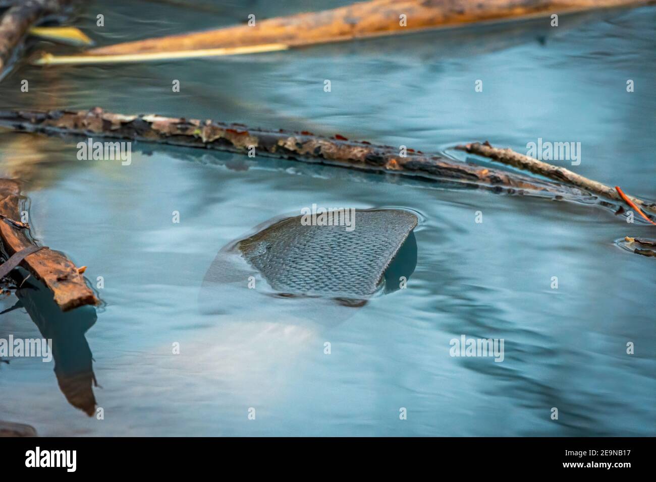 Beaver Tail High Resolution Stock Photography and Images - Alamy