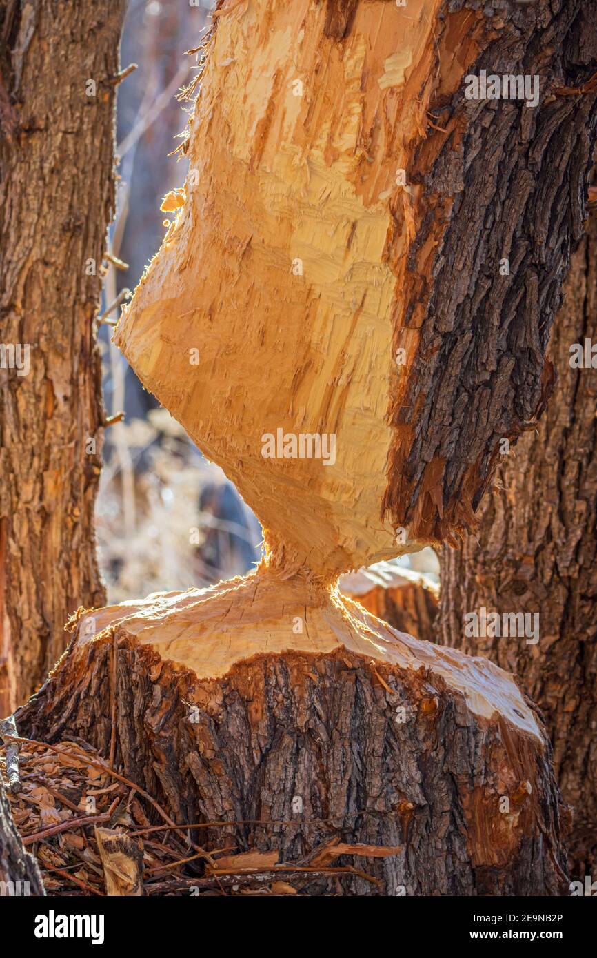 Beaver (chew or chewing) tree hi-res stock photography and images - Alamy