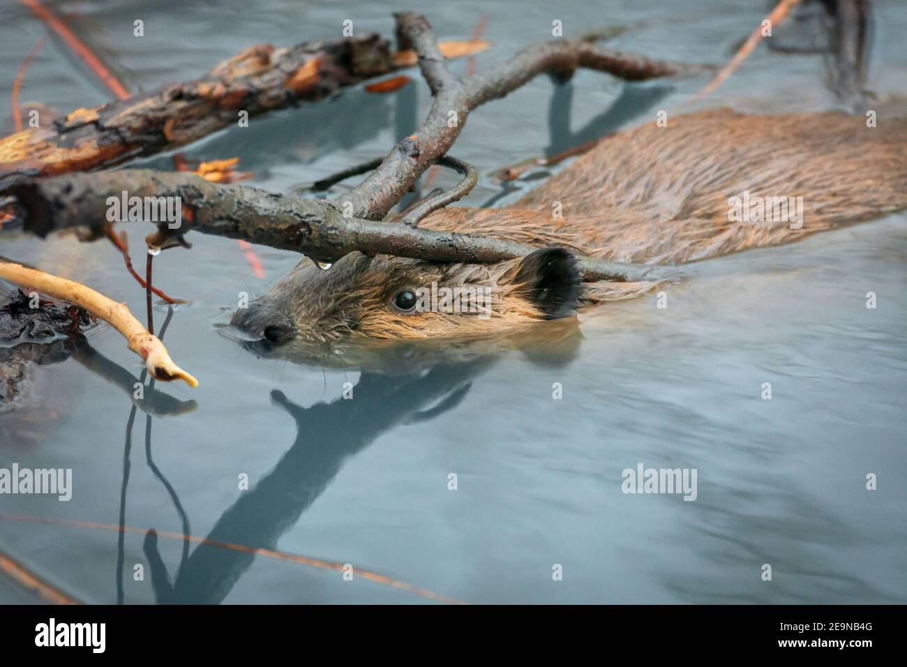Trapping rodents hi-res stock photography and images - Alamy