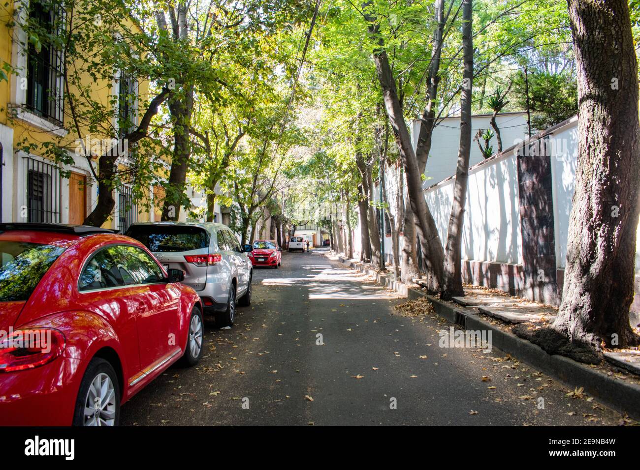 Hispanic houses and row of trees in street from Mexico City Stock Photo ...
