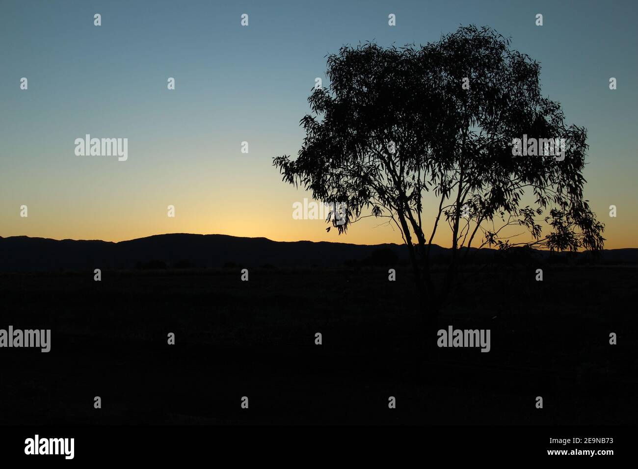 Sunrise over a eucalyptus tree and the Flinders Ranges in South ...