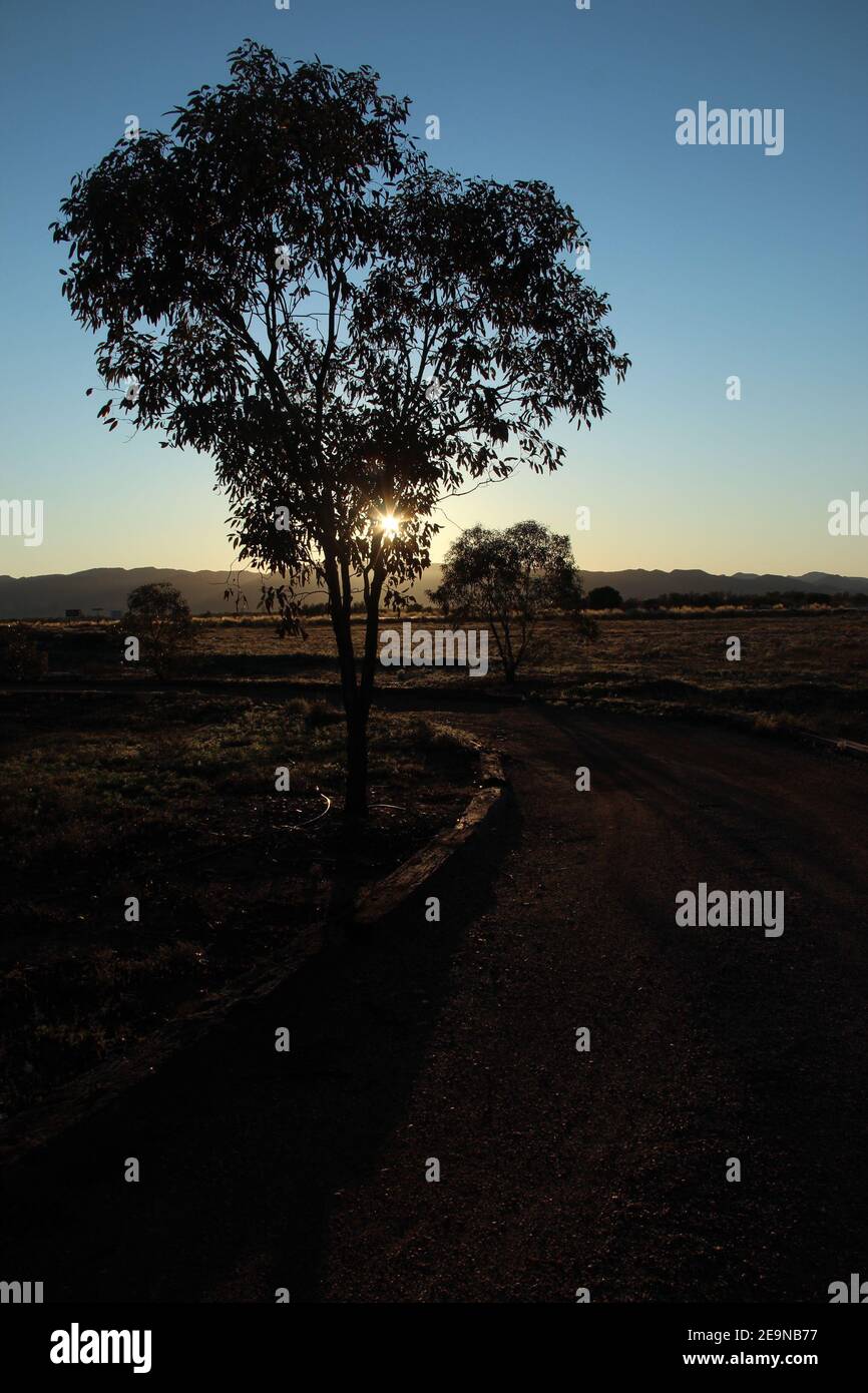 Sunrise over a eucalyptus tree and the Flinders Ranges in South ...