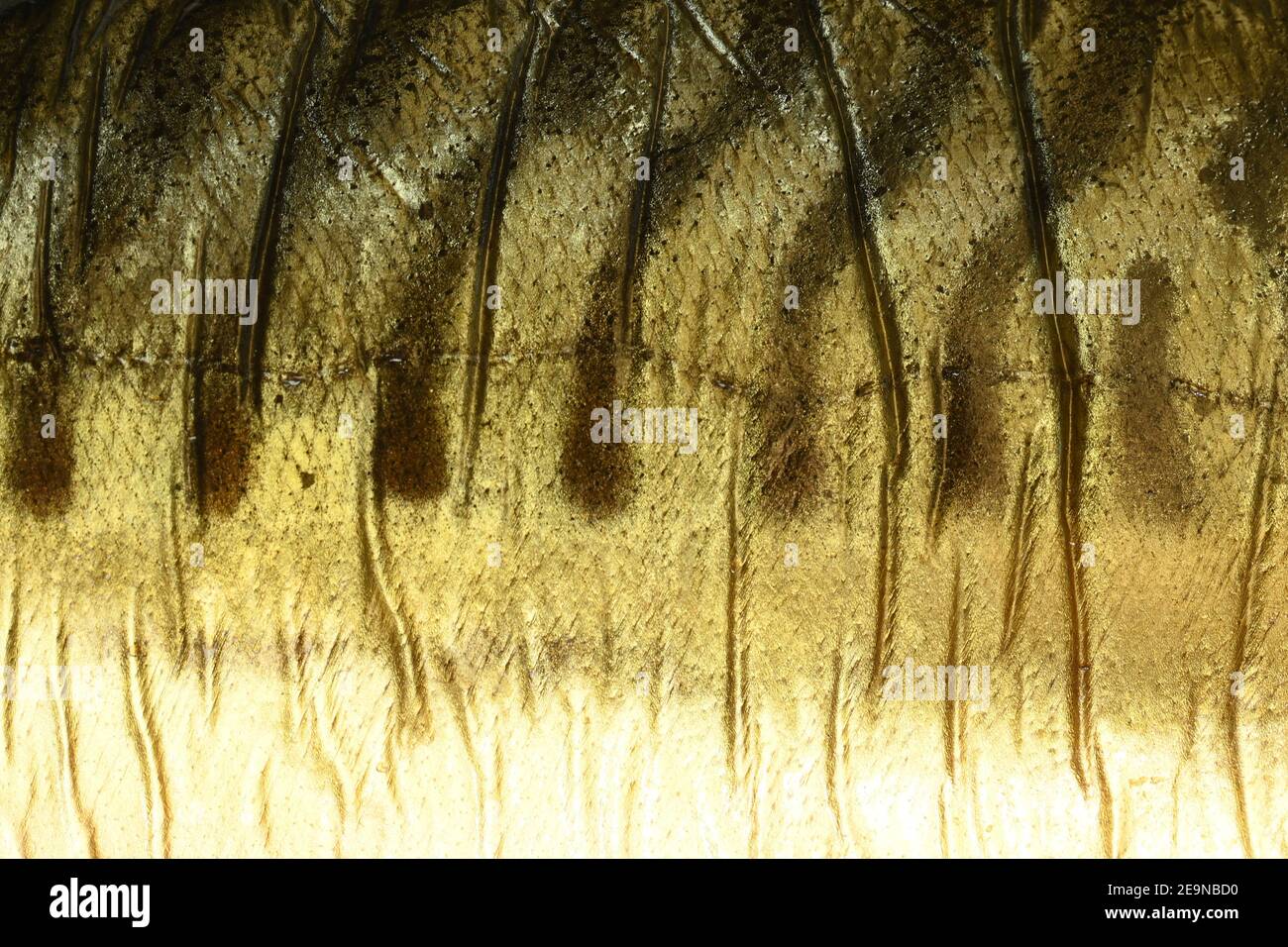 Fish with golden skin hi-res stock photography and images - Alamy