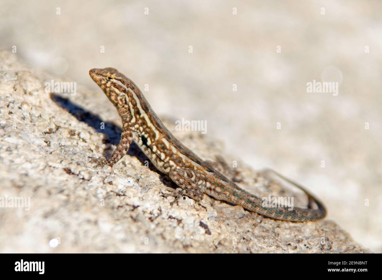Common Side-blotched Lizard (Uta stansburiana Stock Photo - Alamy