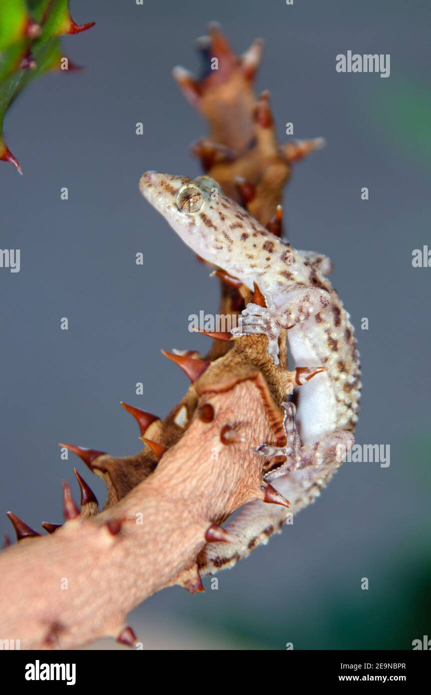 Mediterranean Gecko (Hemidactylus turcicus) on cactus Stock Photo - Alamy