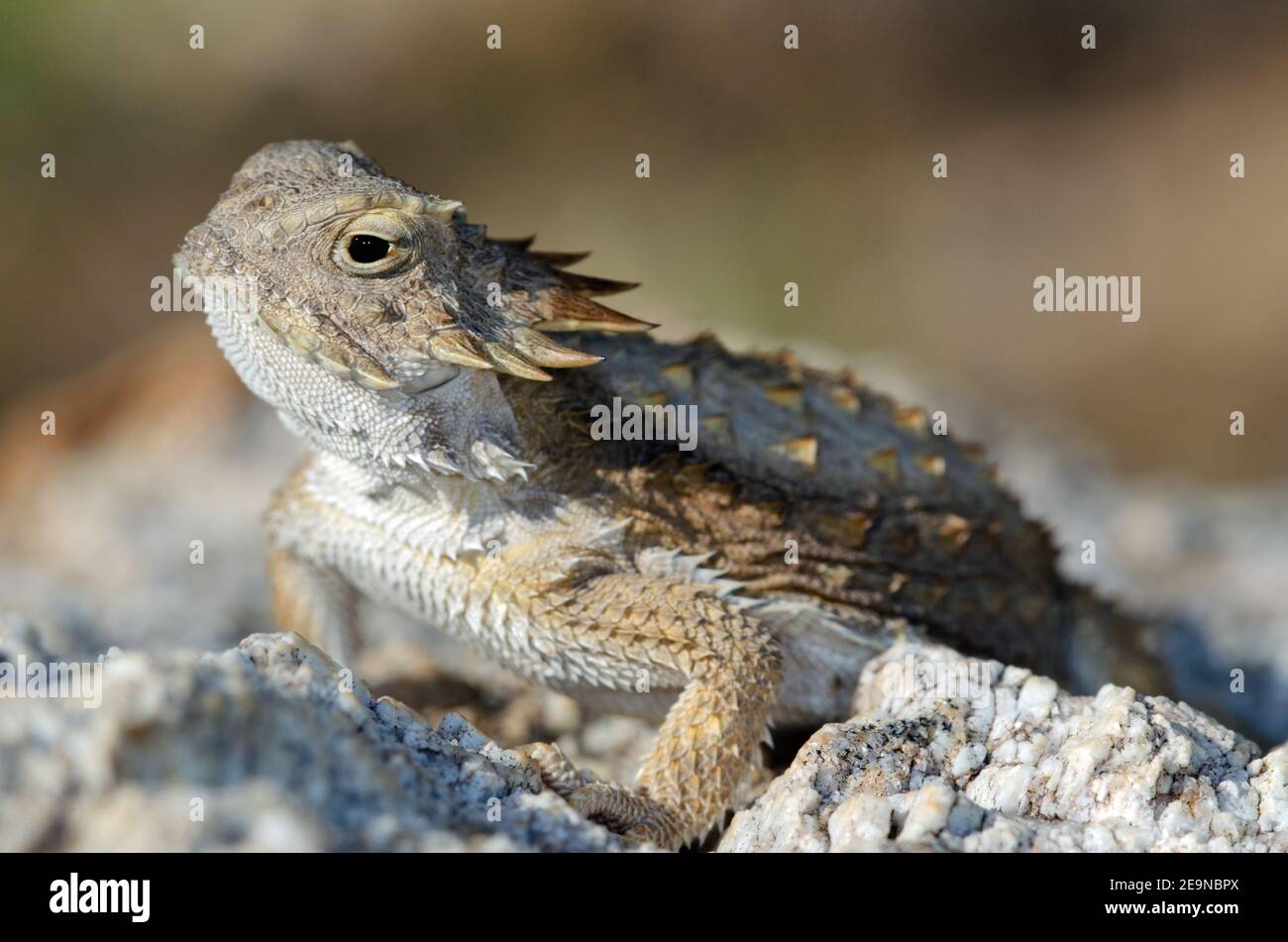 Regal Horned Lizard (Phrynosoma solare Stock Photo - Alamy