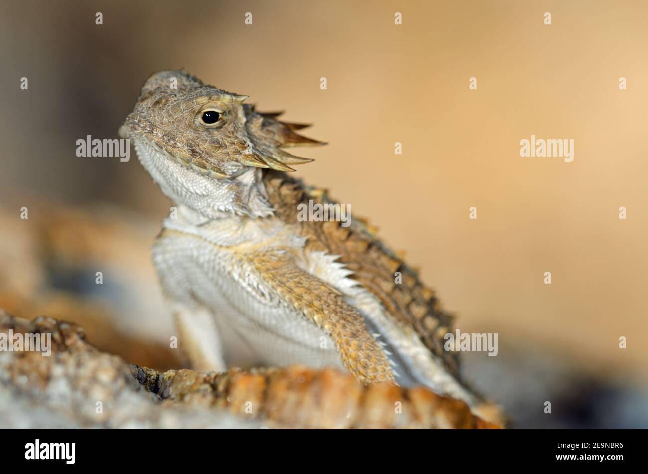 Regal Horned Lizard (Phrynosoma solare Stock Photo - Alamy