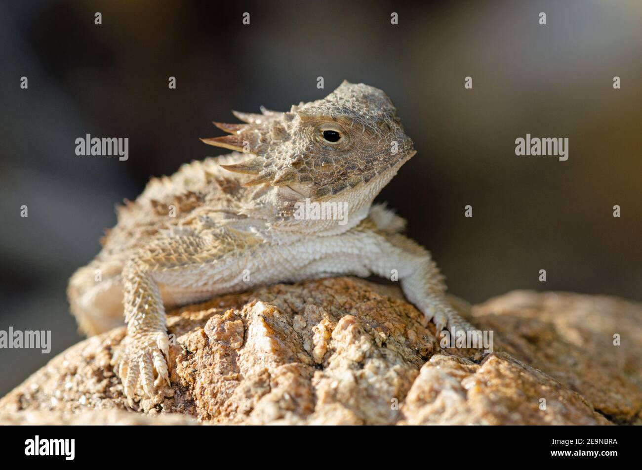 Regal Horned Lizard (Phrynosoma solare Stock Photo - Alamy