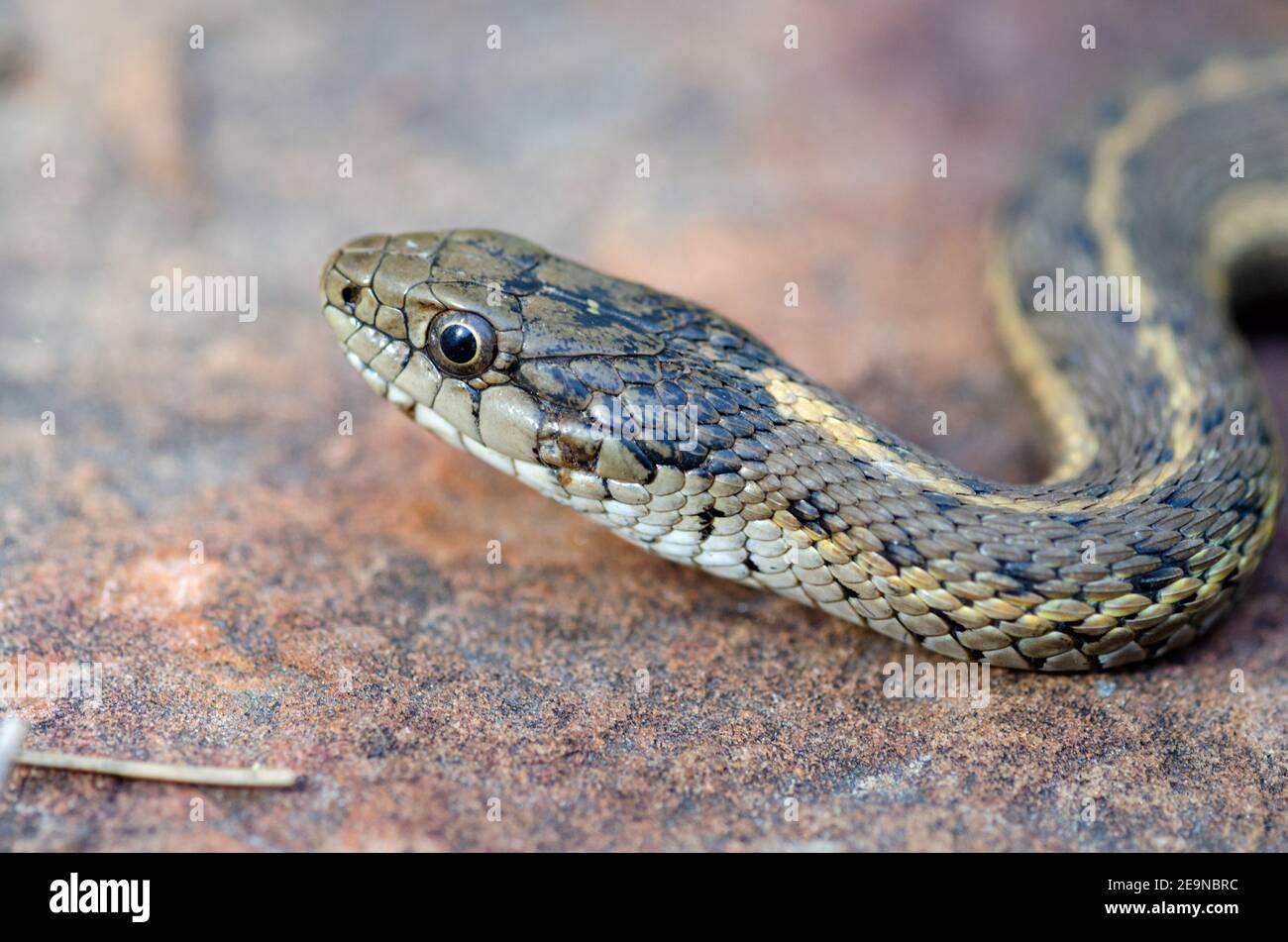 Thamnophis Elegans Arizona E