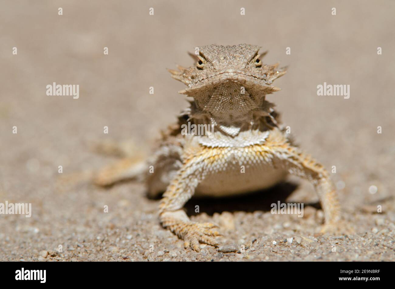 Regal Horned Lizard (Phrynosoma solare Stock Photo - Alamy