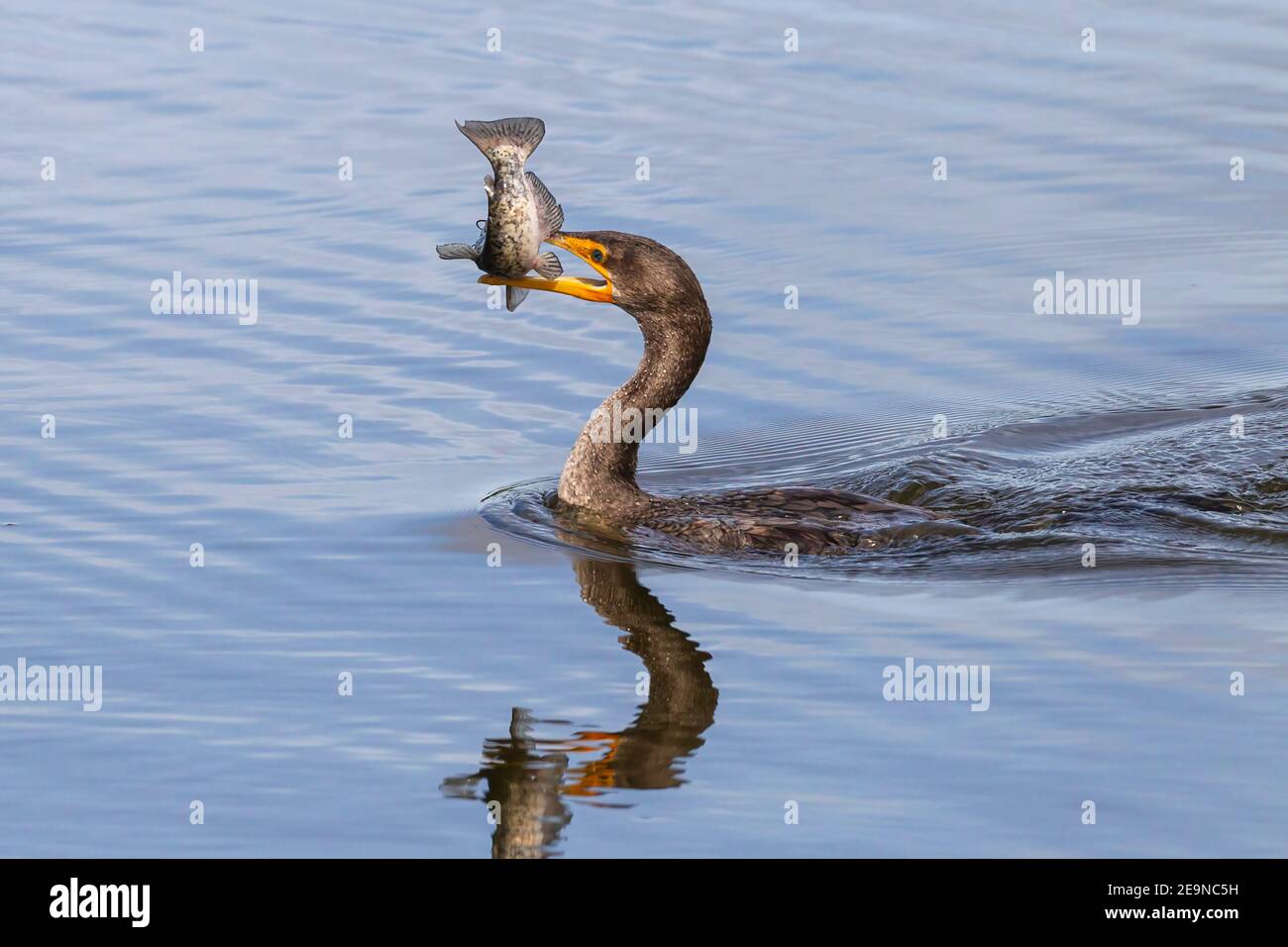 Everglades florida catfish hi-res stock photography and images - Alamy