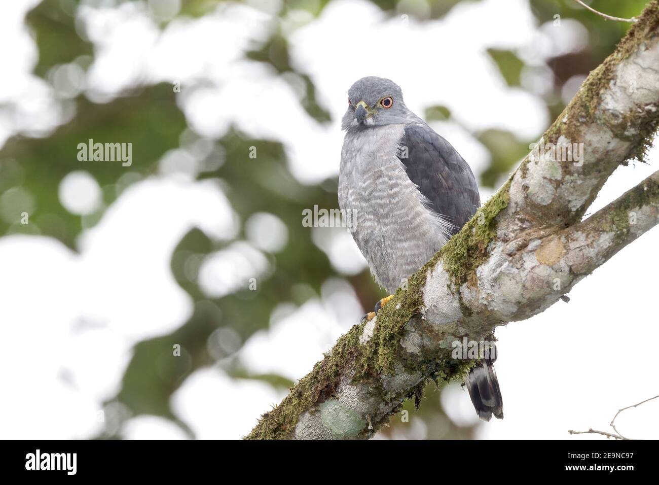 Double-toothed Kite, Harpagus bidentatus, adult perched in tree in ...