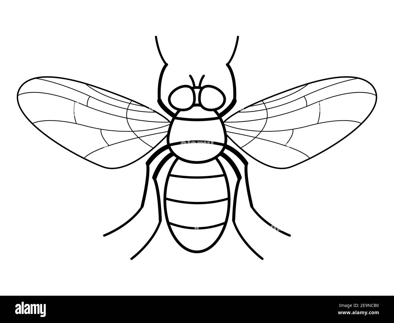 Illustration of the contour fly insect Stock Vector Image & Art - Alamy