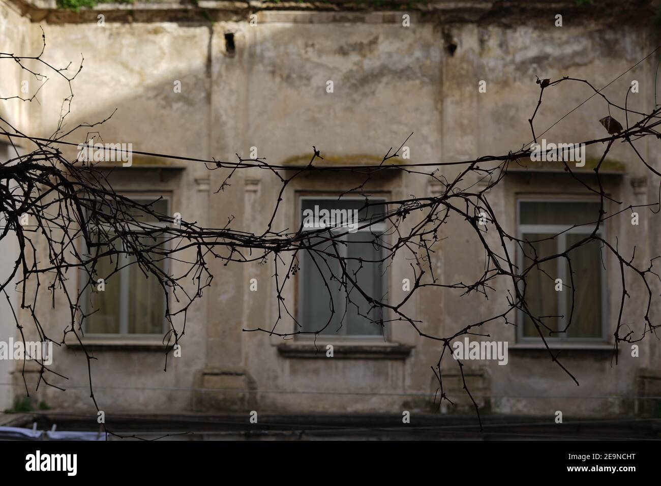 three old windows with ivy on the front Stock Photo - Alamy