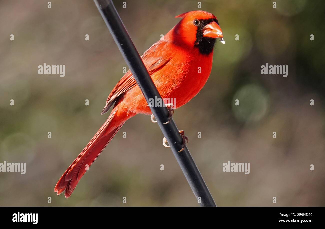 Male Northern Cardinal on top of a sloping perch Stock Photo - Alamy