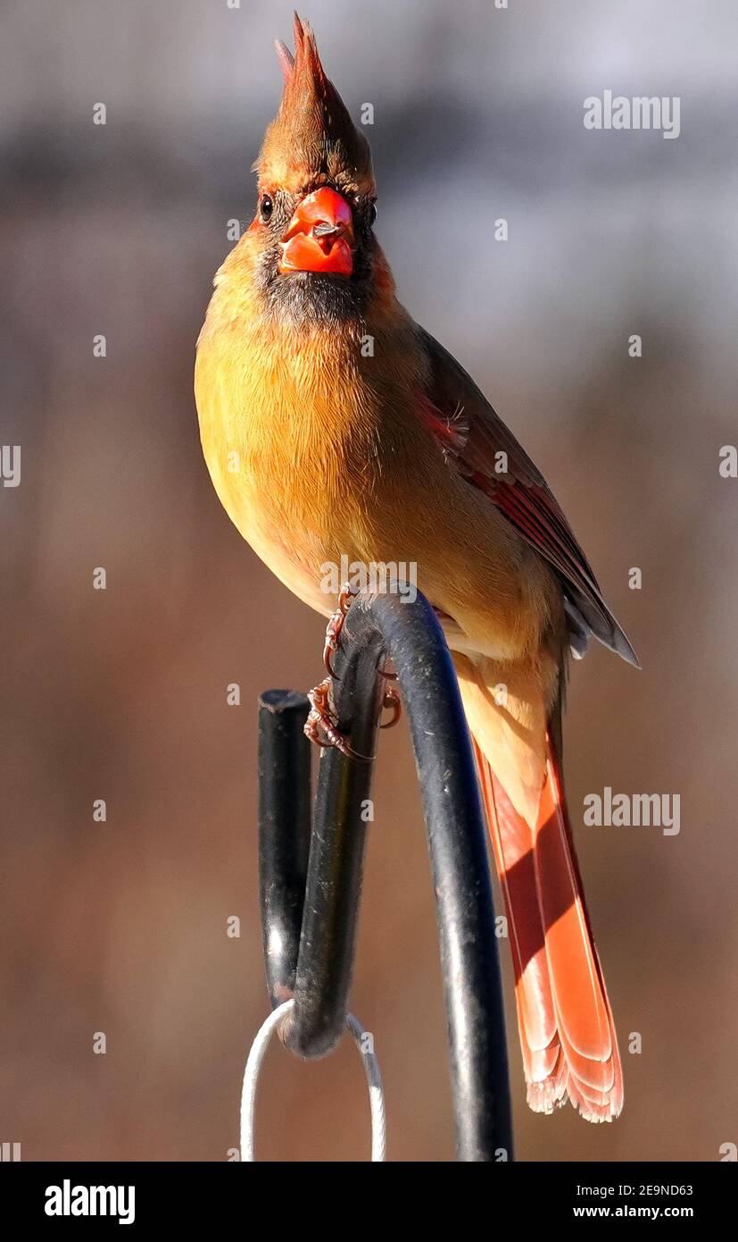 Male Northern Cardinal on top of a sloping perch Stock Photo - Alamy