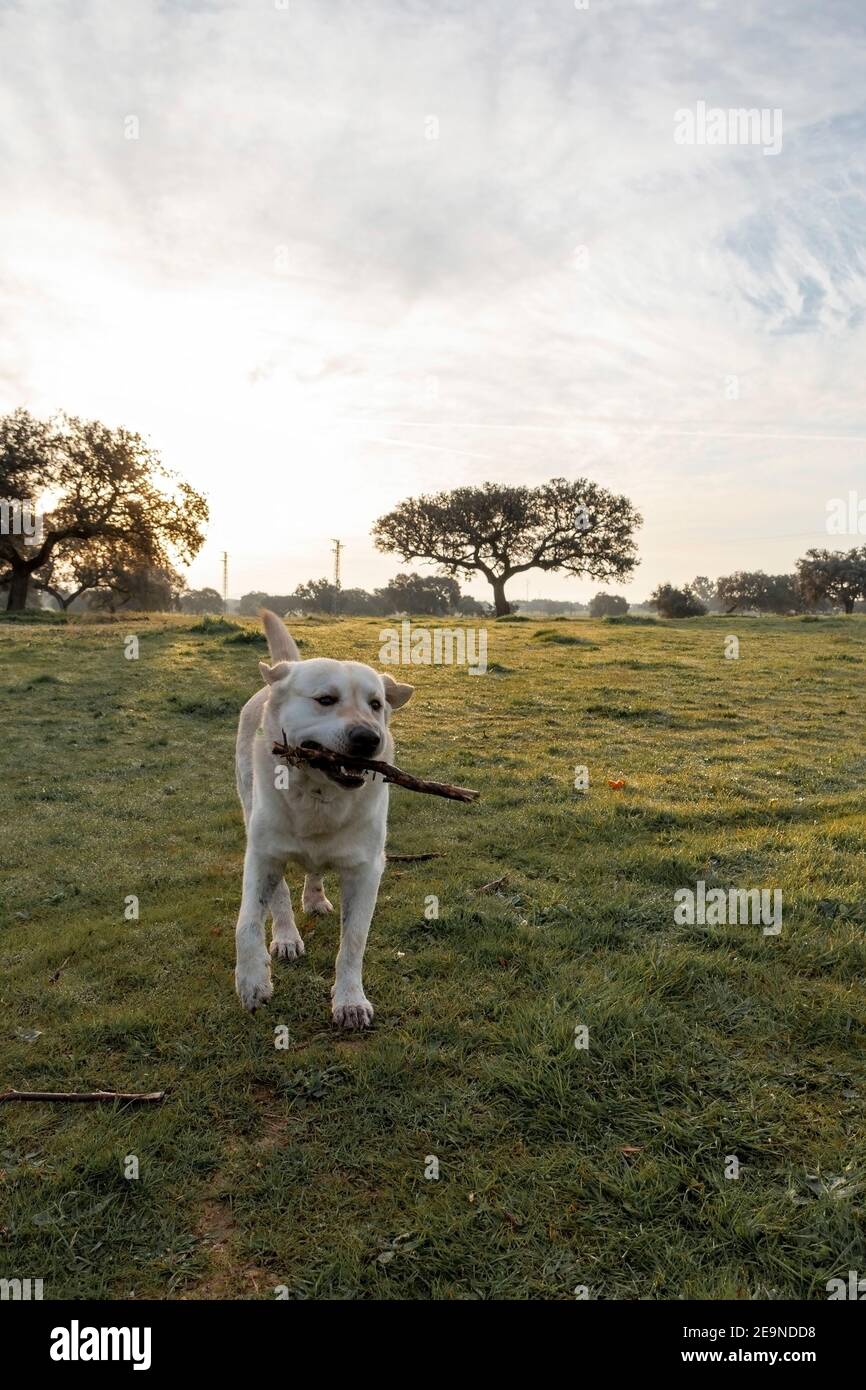 Labrador Retriever dog with a stick in his mouth Stock Photo - Alamy
