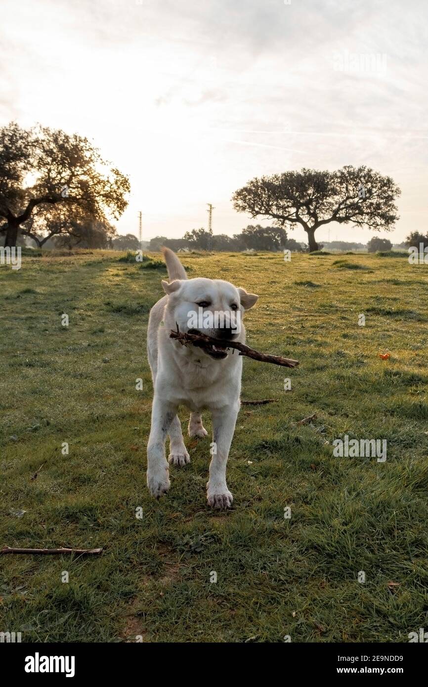 Labrador Retriever dog with a stick in his mouth Stock Photo - Alamy