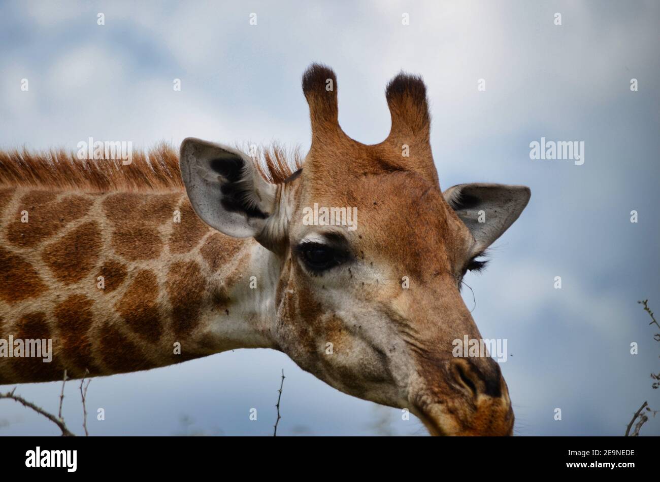 giraffe head in a awarnes position, safari in south africa. beautiful ...