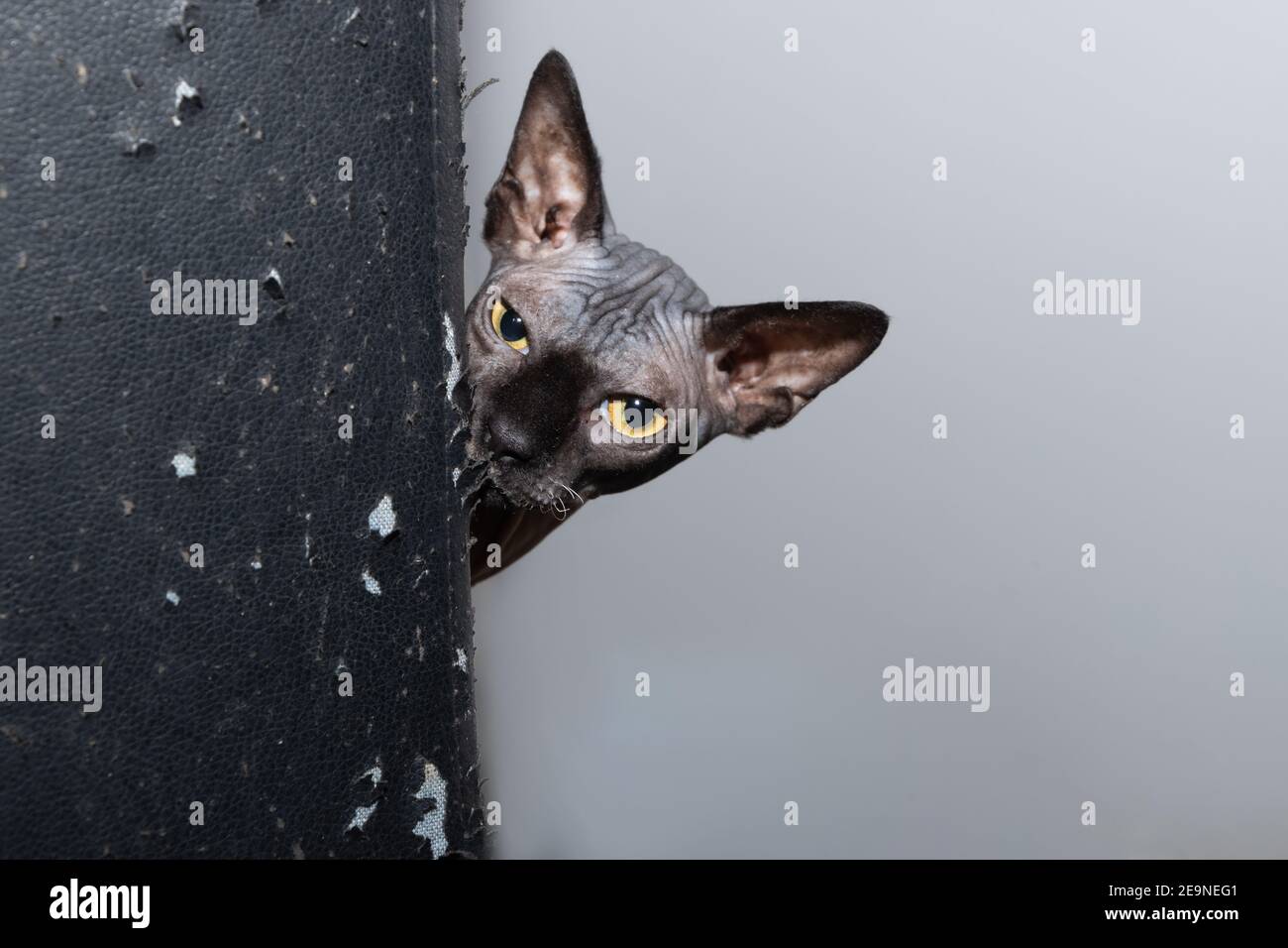 curious gray sphinx near the black chair which he skinned Stock Photo ...
