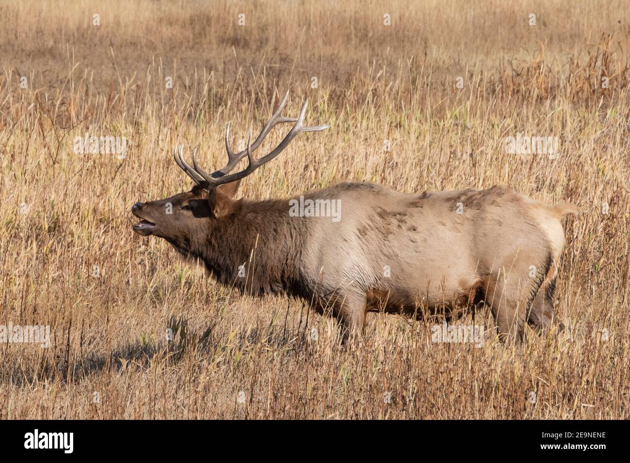 American Elk National Park High Resolution Stock Photography and Images ...