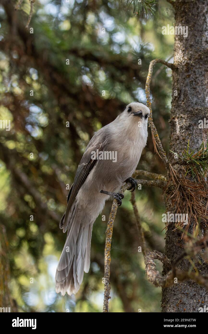 Whiskey jack birds hi-res stock photography and images - Alamy