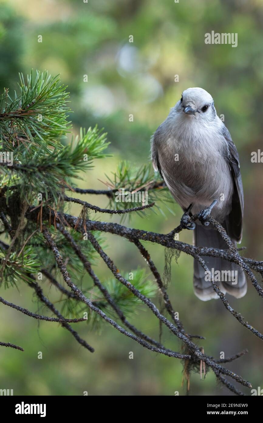 North America, Wyoming, Yellowstone National Park. Gray jay aka Canada ...