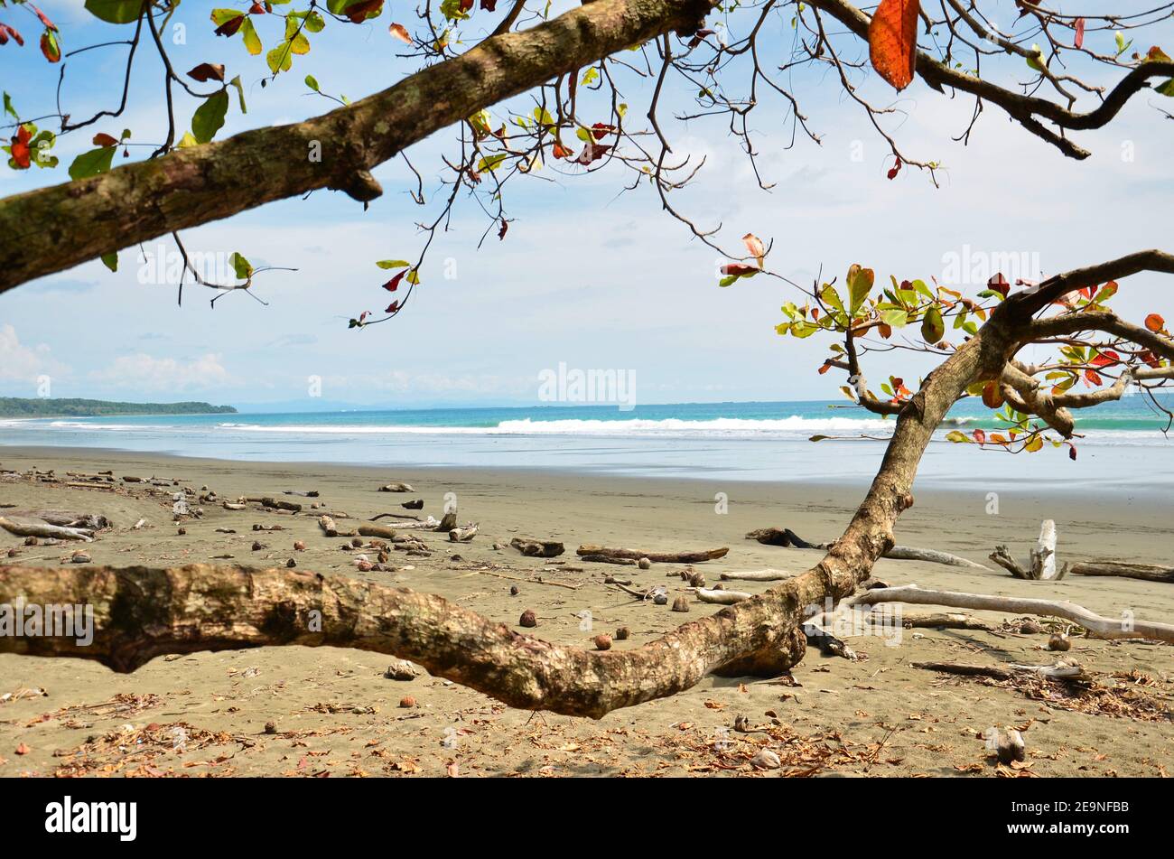beautiful tree with few leaves on the beach Stock Photo - Alamy
