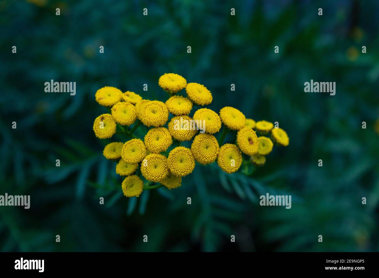 Common tansy tanacetum vulgare chrysanthemum hi-res stock photography ...
