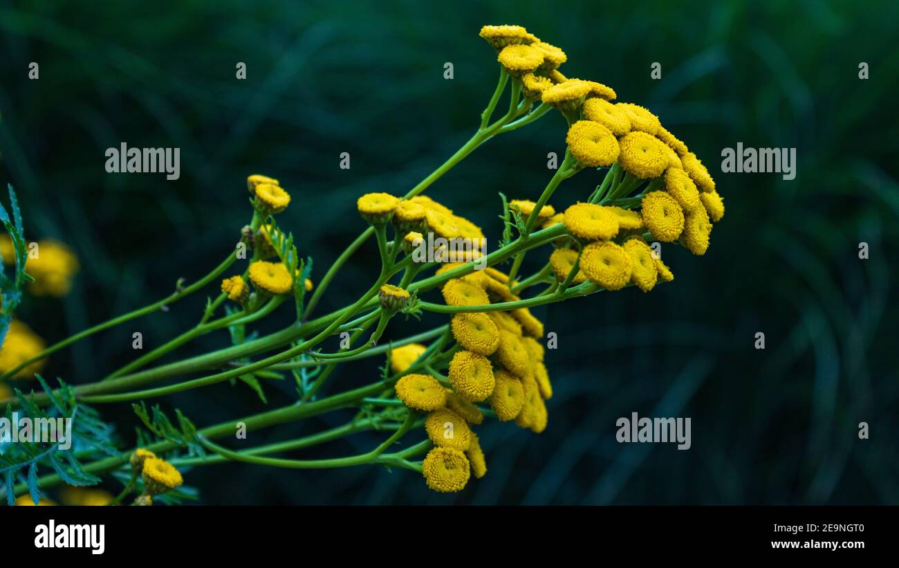 Beautiful yellow Tansy flower (Tanacetum vulgare) on green background ...