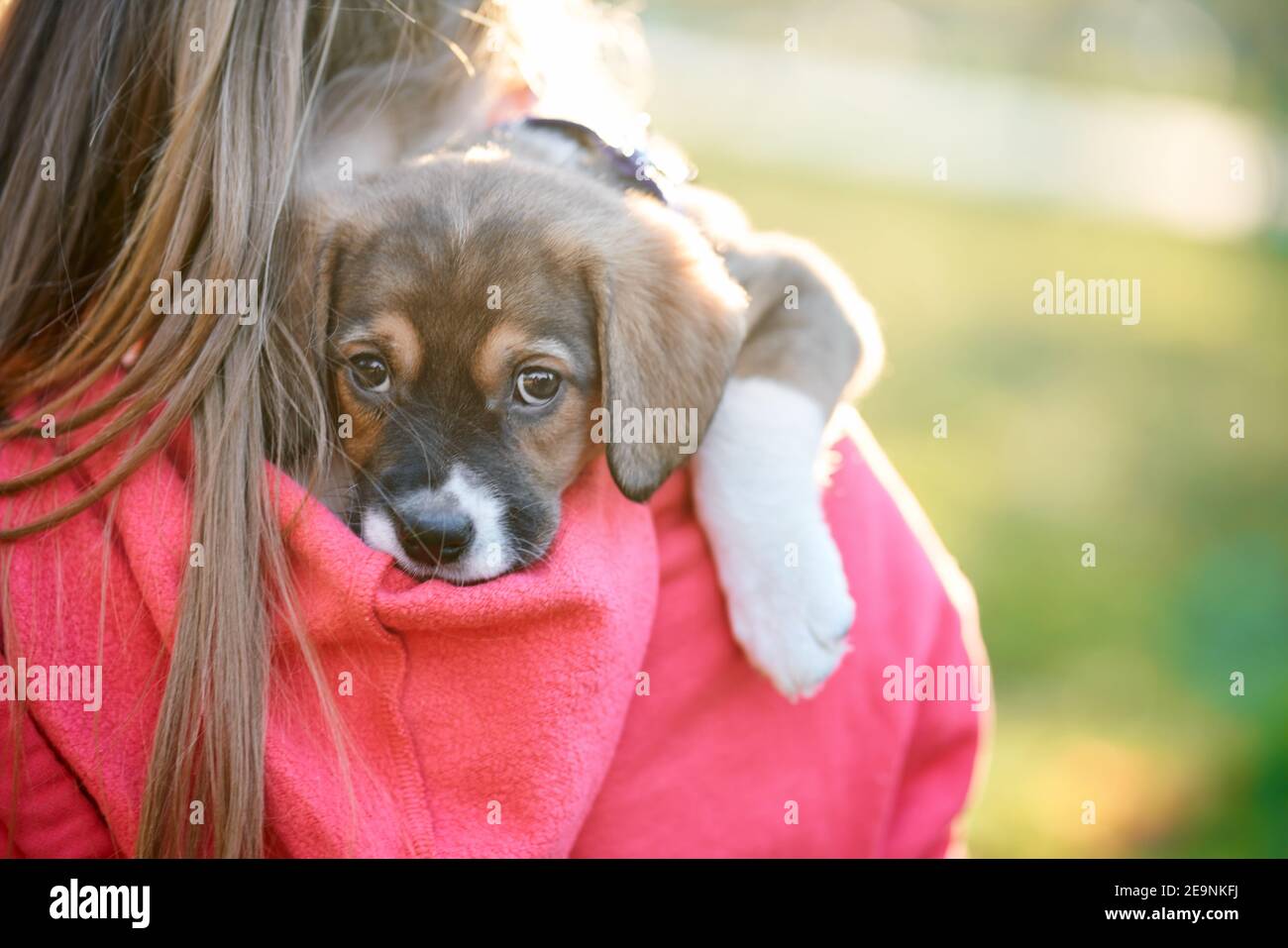 Girl carrying dog on her shoulder in park. Concept of hugging with pet ...