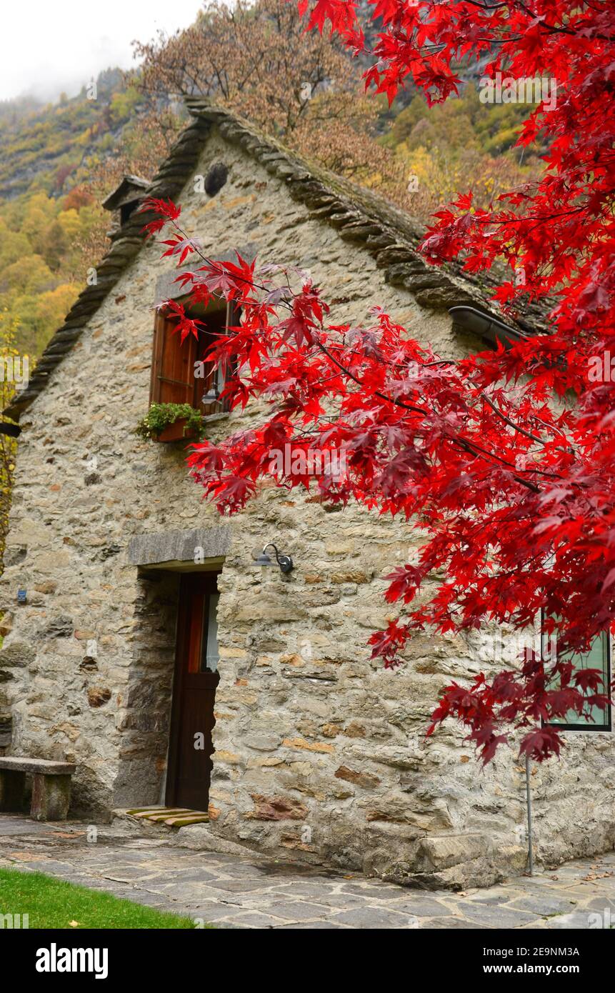 Old Stone house in autum next to beautiful tree Stock Photo - Alamy