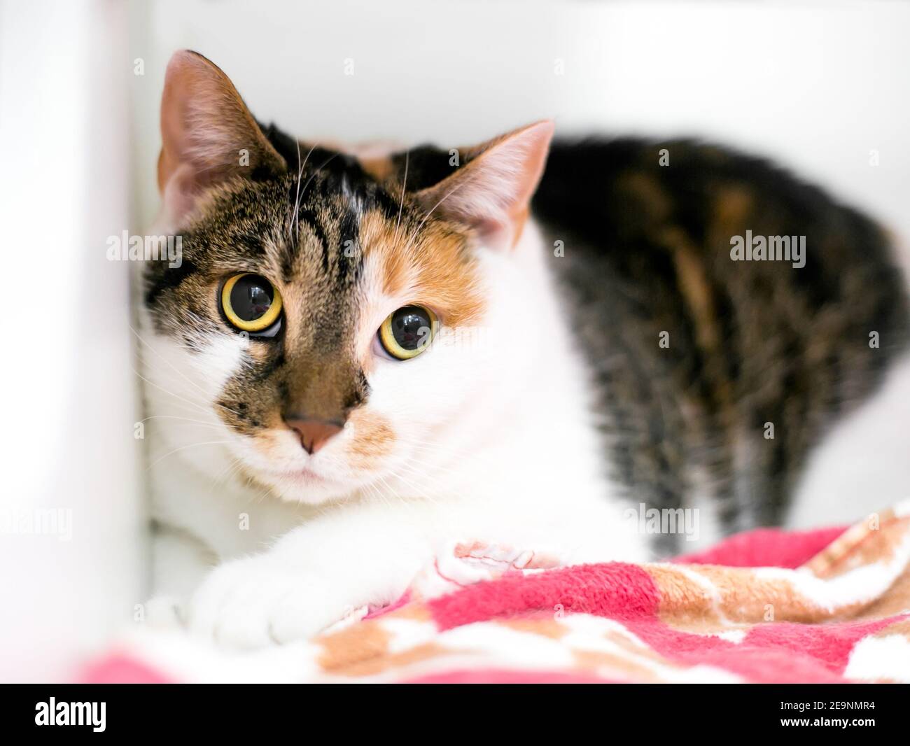 Nervous looking tabby cat hi-res stock photography and images - Alamy