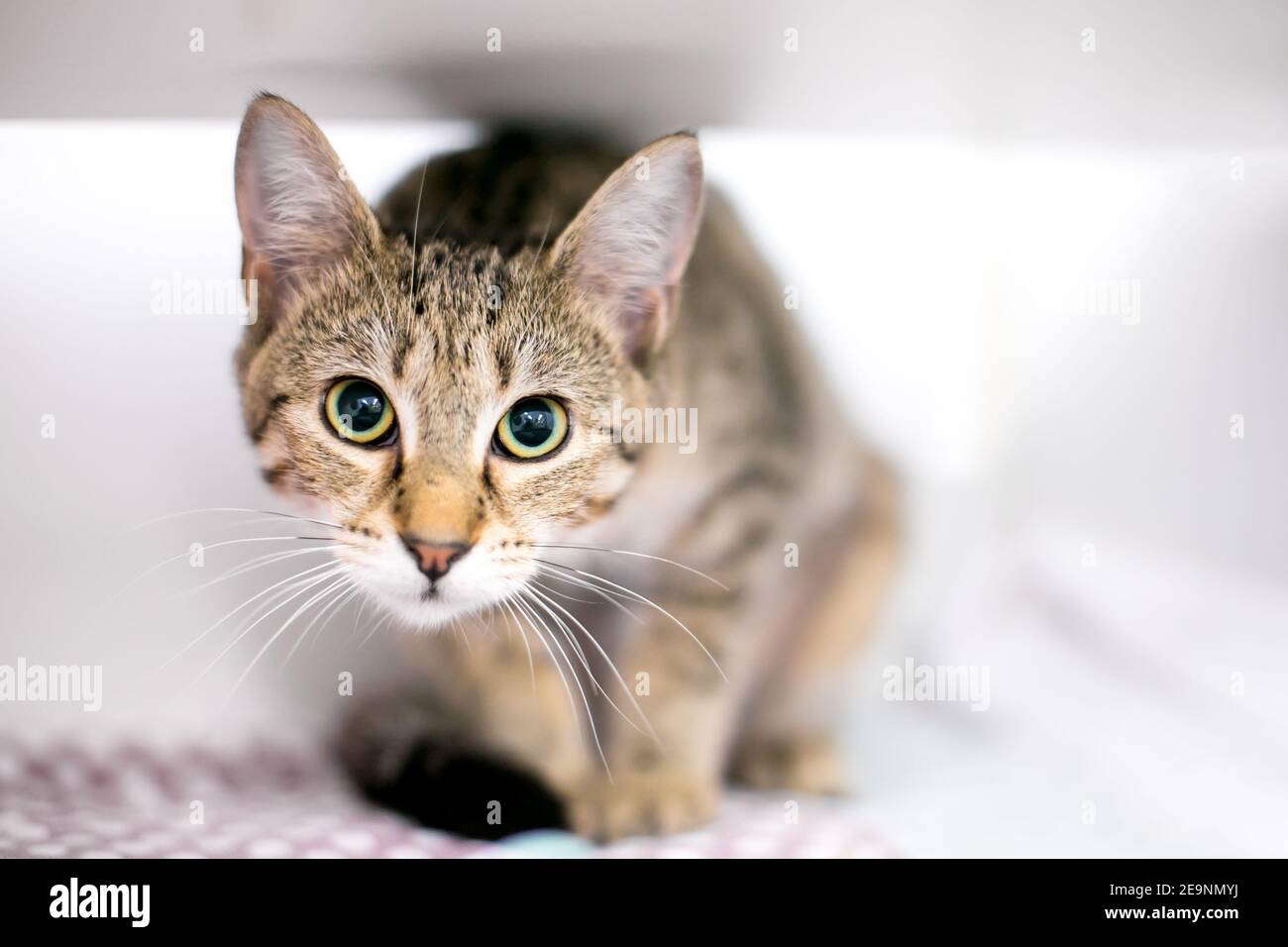 A tabby shorthair cat in a crouching position with a wide eyed ...