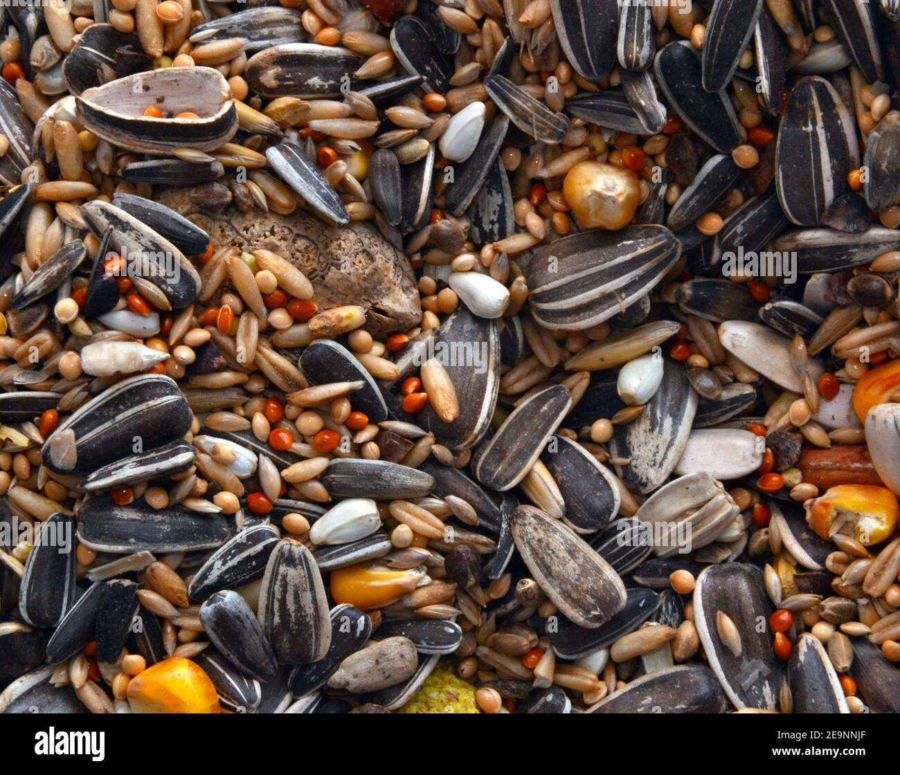 Close up of a mixture of bird seeds Stock Photo - Alamy
