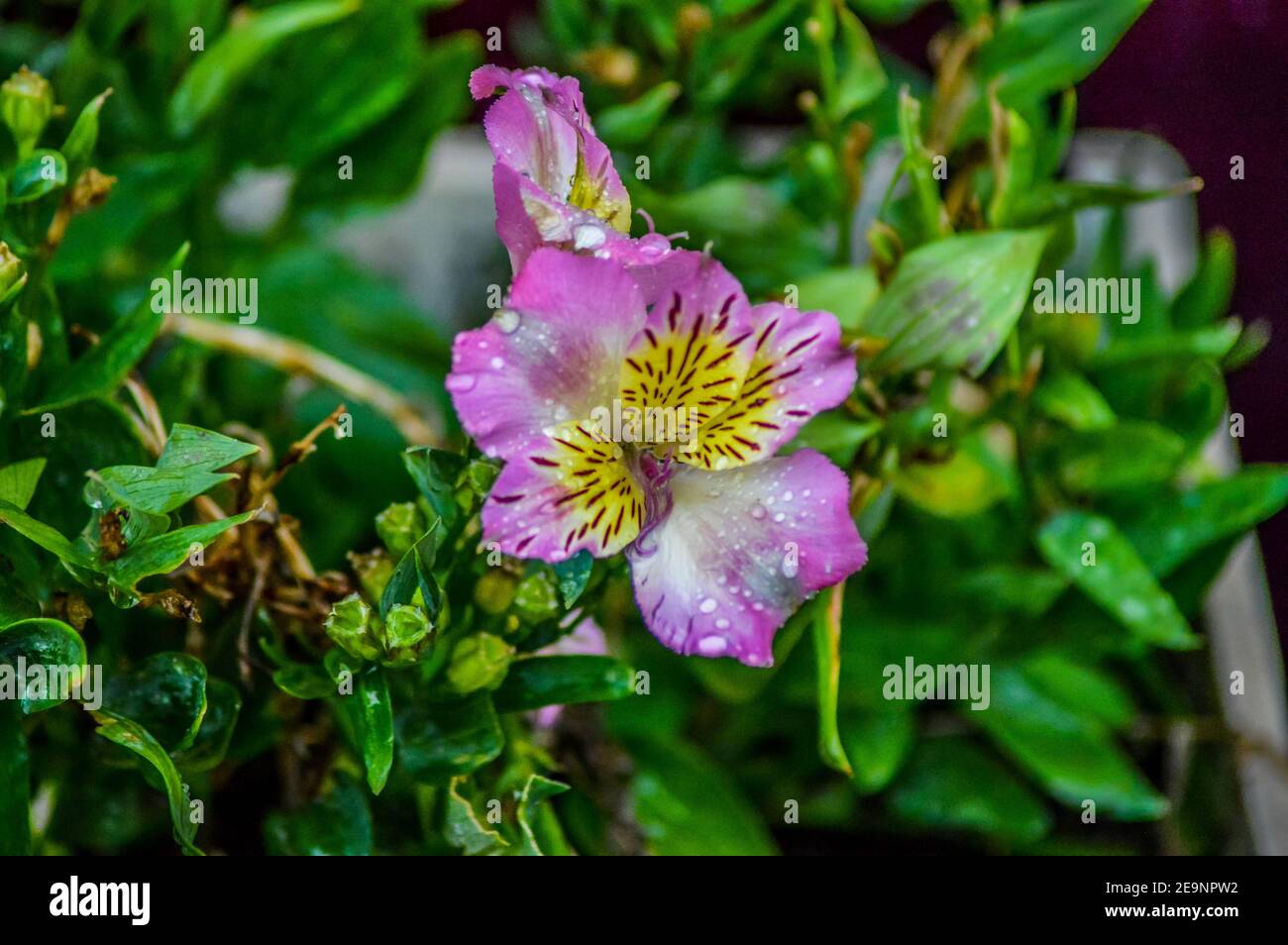 Inca lily hi-res stock photography and images - Alamy