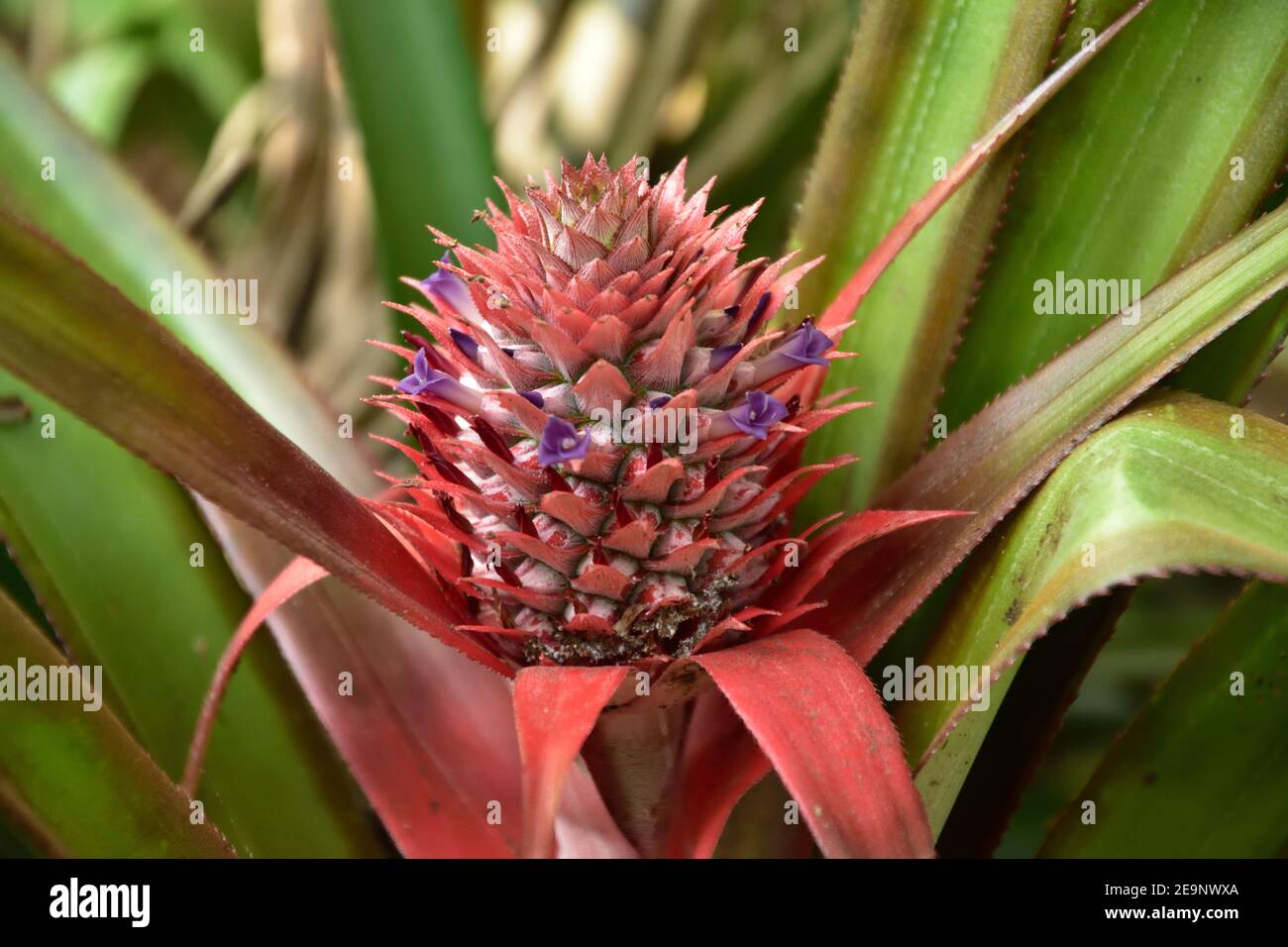 young red pineapple grows in the Philippines Stock Photo - Alamy