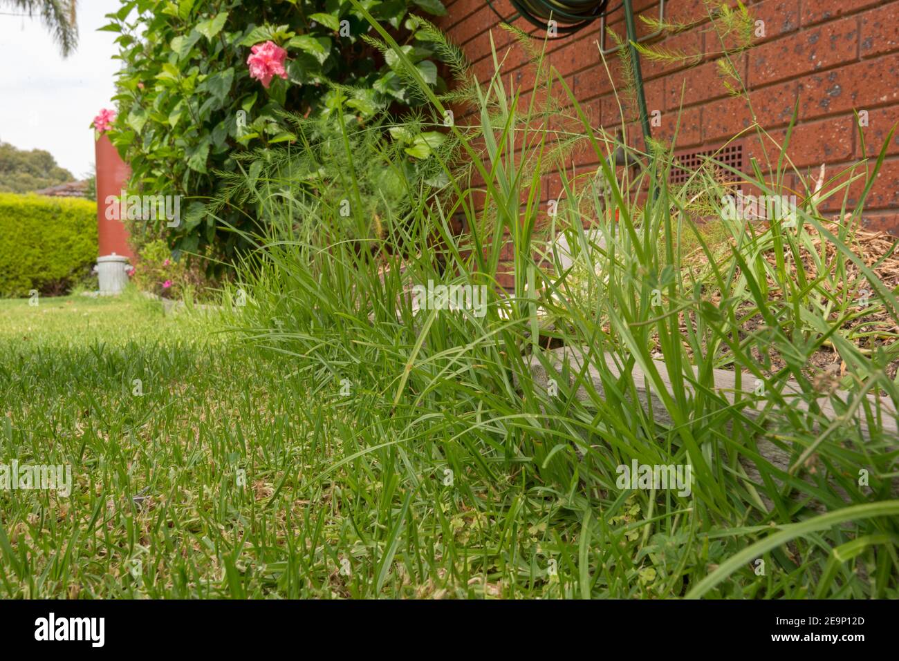 Closeup of the grass and bushes growing in the backyard under the ...