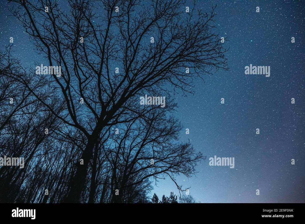 Oak trees at night hi-res stock photography and images - Alamy