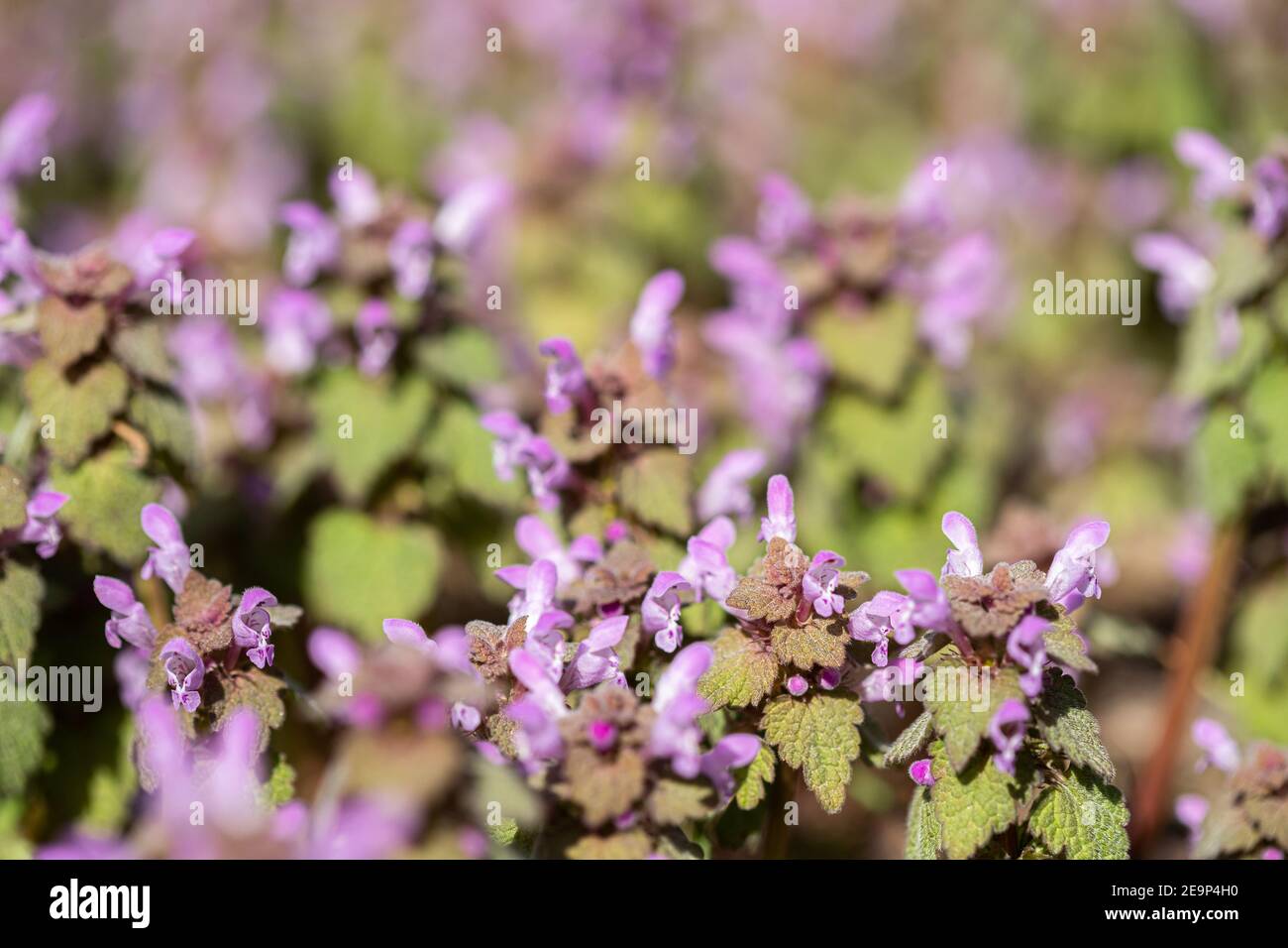 Violet Flowers Of Lamium Purpureum In Summer Field Meadow On Blurred ...